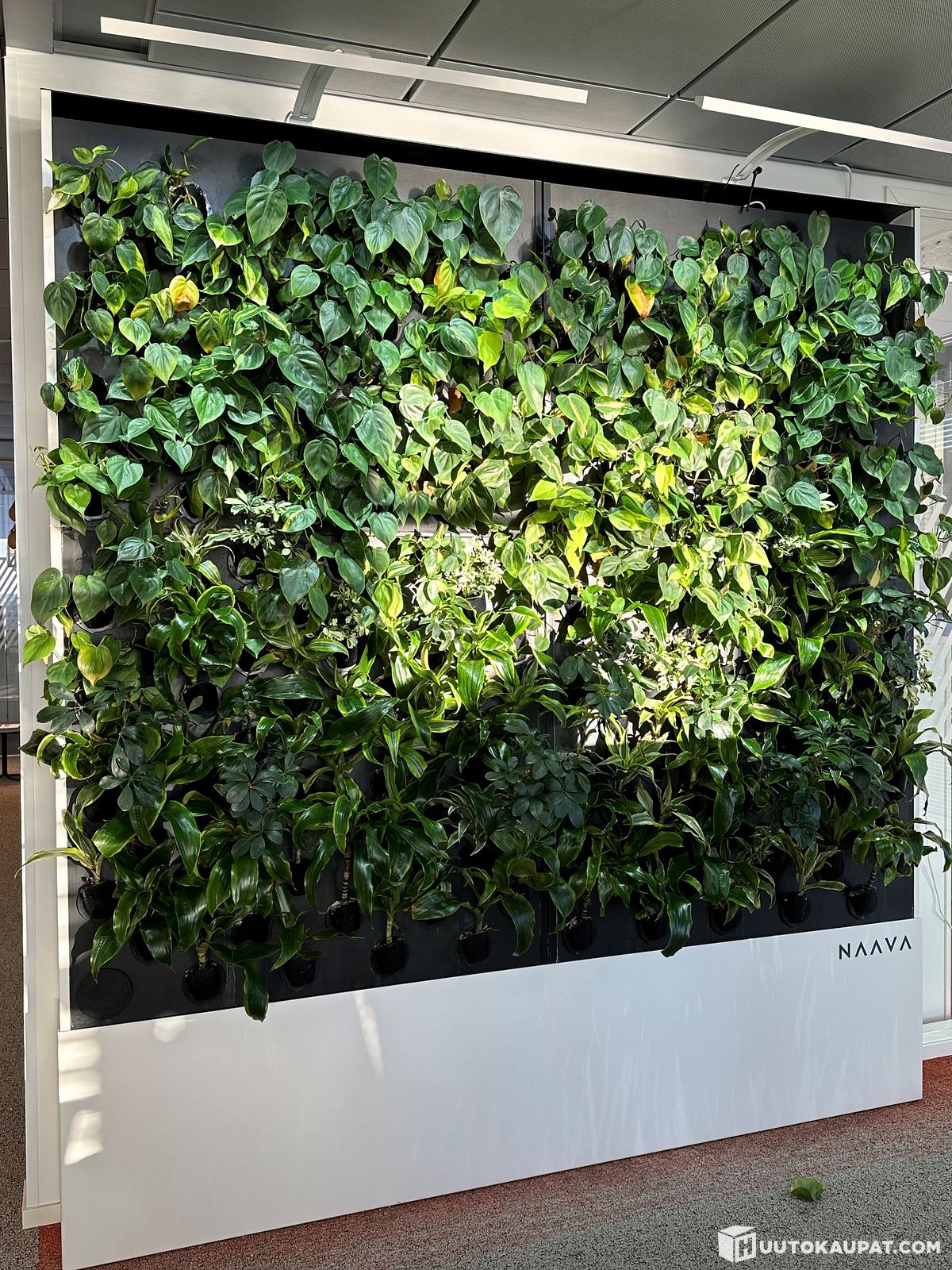 Naava One Slim viherseinä, Helsinki, Helsinki | Huutokaupat.com