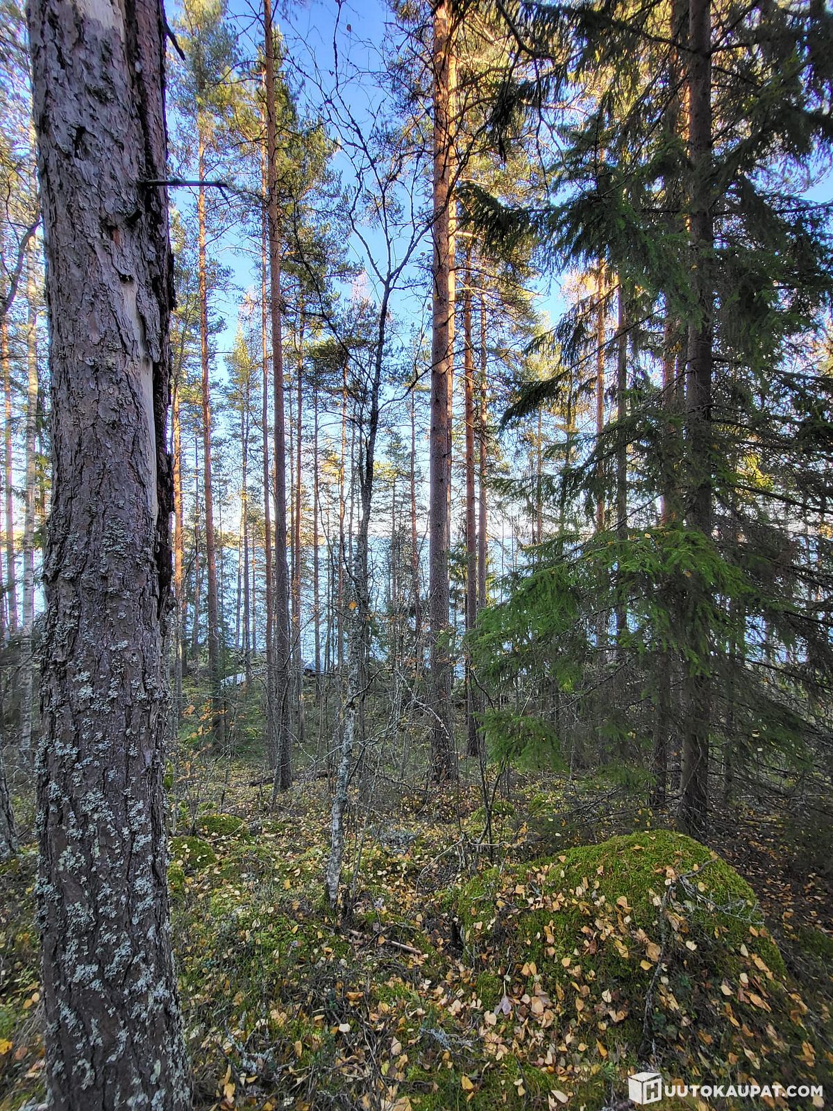Tontti /Metsäpalsta 2,45 ha /sis. 1,6ha kaavoitettua AP-aluetta /7m ...